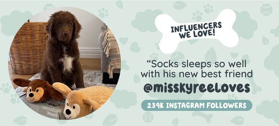 Riff Raff Pets - Perfect Companion for Your Furry Friend – riffraffpets