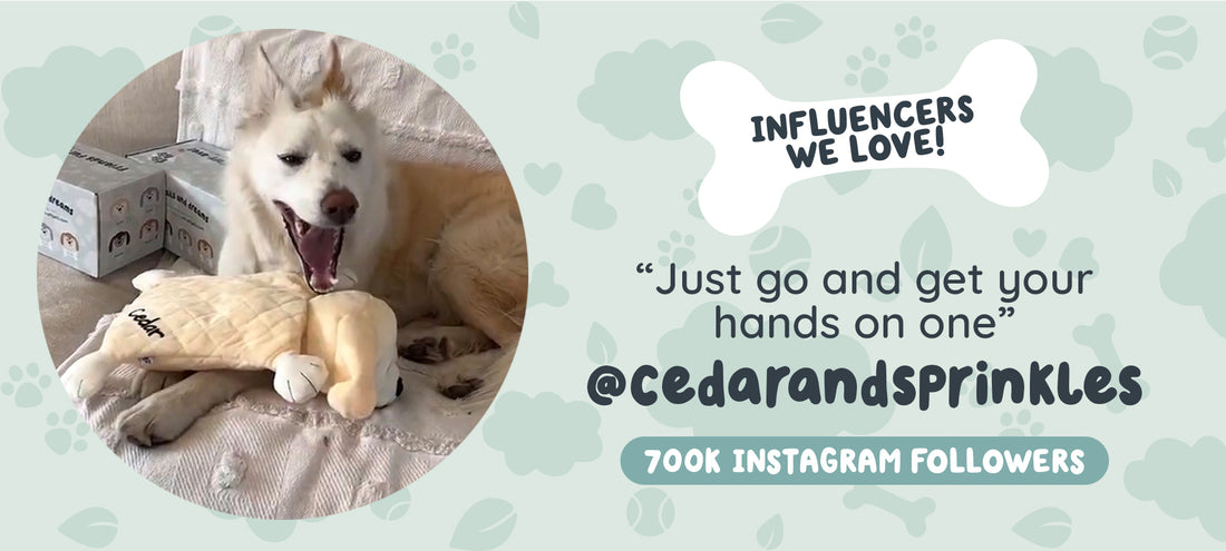 Riff Raff Pets - Perfect Companion for Your Furry Friend – riffraffpets